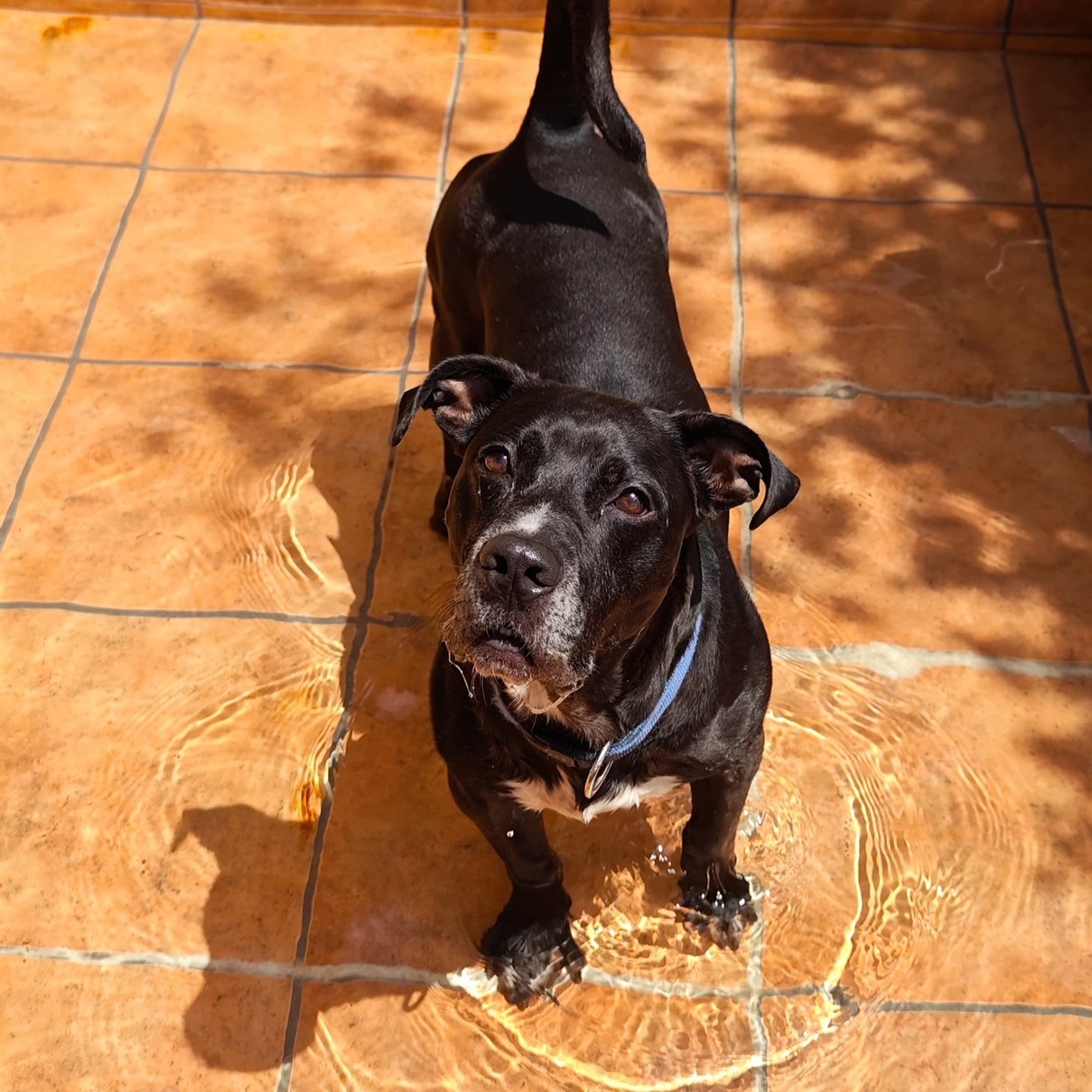 Rocky - Protectora BCN