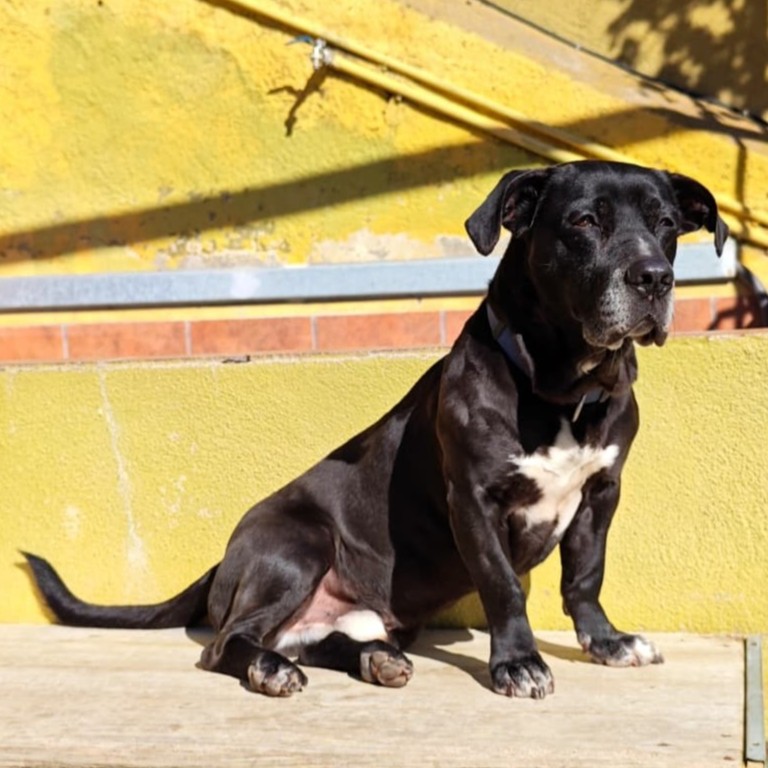 Rocky - Protectora BCN