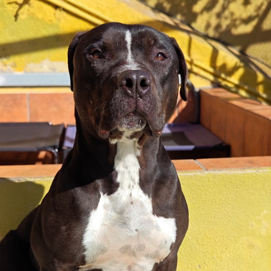 Bully - Protectora BCN